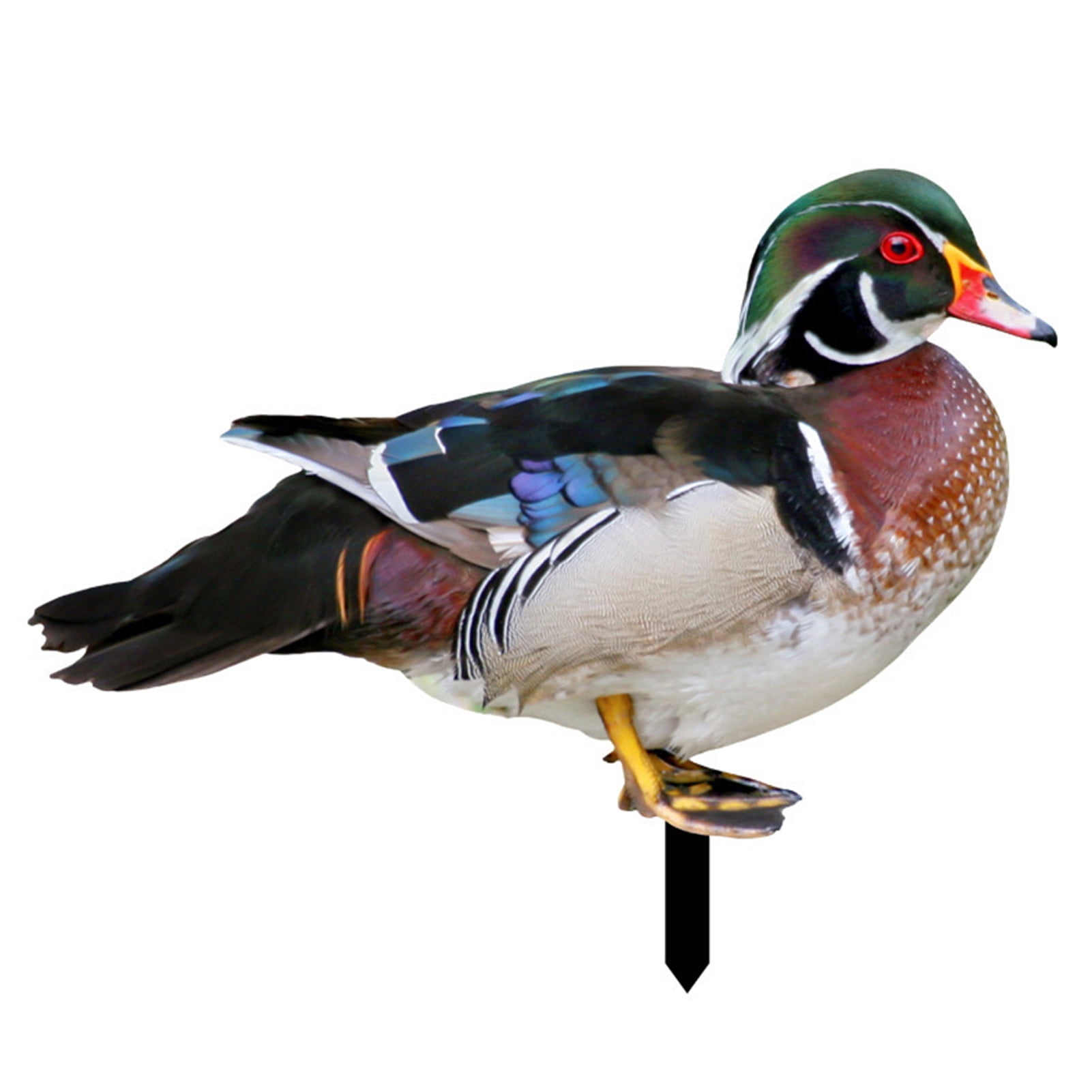 Banded Wood Duck Mounts