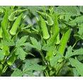 Set of 2 Green Okra Live Plants in 4 Inch Pots, 4-6 Inch Tall Vegetable ...