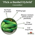 Burpee Pick-a-Bushel Hybrid Cucumber Seeds - Easy to Grow, Vegetable ...
