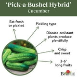 Burpee Pick-a-Bushel Hybrid Cucumber Seeds - Non-GMO, Easy to Grow ...