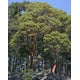 10 PACIFIC MADRONE TREE Bearberry Red Arbutus Menziesii Oregon Laurel ...