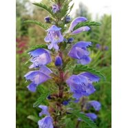 50 WHITE Showy OBEDIENT PLANT (False Dragon Head) Physostegia ...