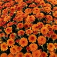 Better Homes & Gardens 1.5G Orange Mum Live Plant in Decorative Pot ...