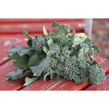 Earthcare Seeds - Broccoli Raab Rapini 250 Seeds (Brassica Rapa Rapini ...