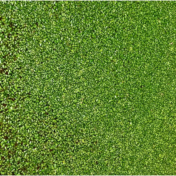 Duckweed (lemna minor) - Walmart.com