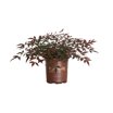 Southern Living Obsession Nandina Live Shrub in 1.5-Gallon Grower Pot ...