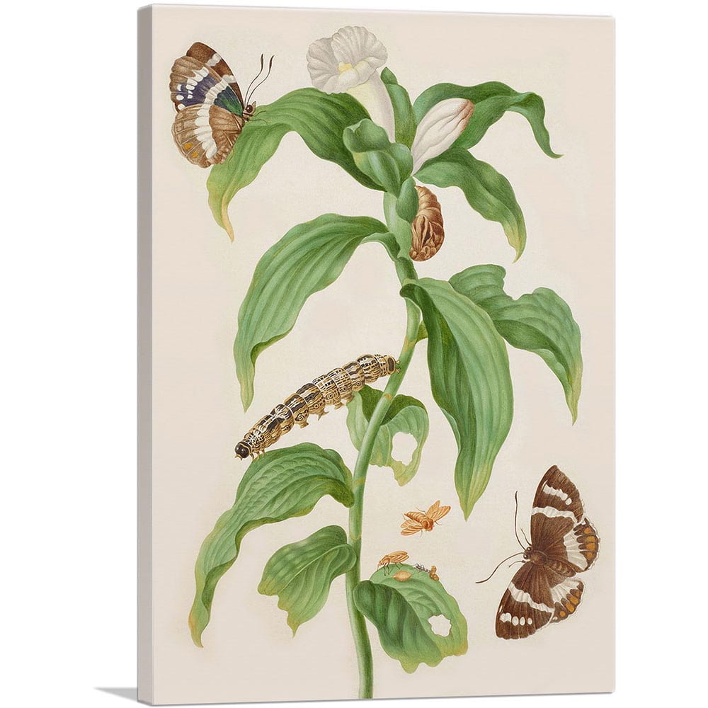 ARTCANVAS Costus Plant Banana Stem Moth Butterfly Caterpillar Canvas ...