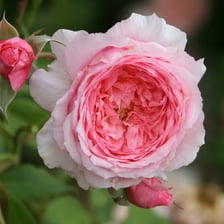 Heirloom Roses - Smokin’ Hot™ Hybrid Tea Rose Plant , Repeat Blooming ...