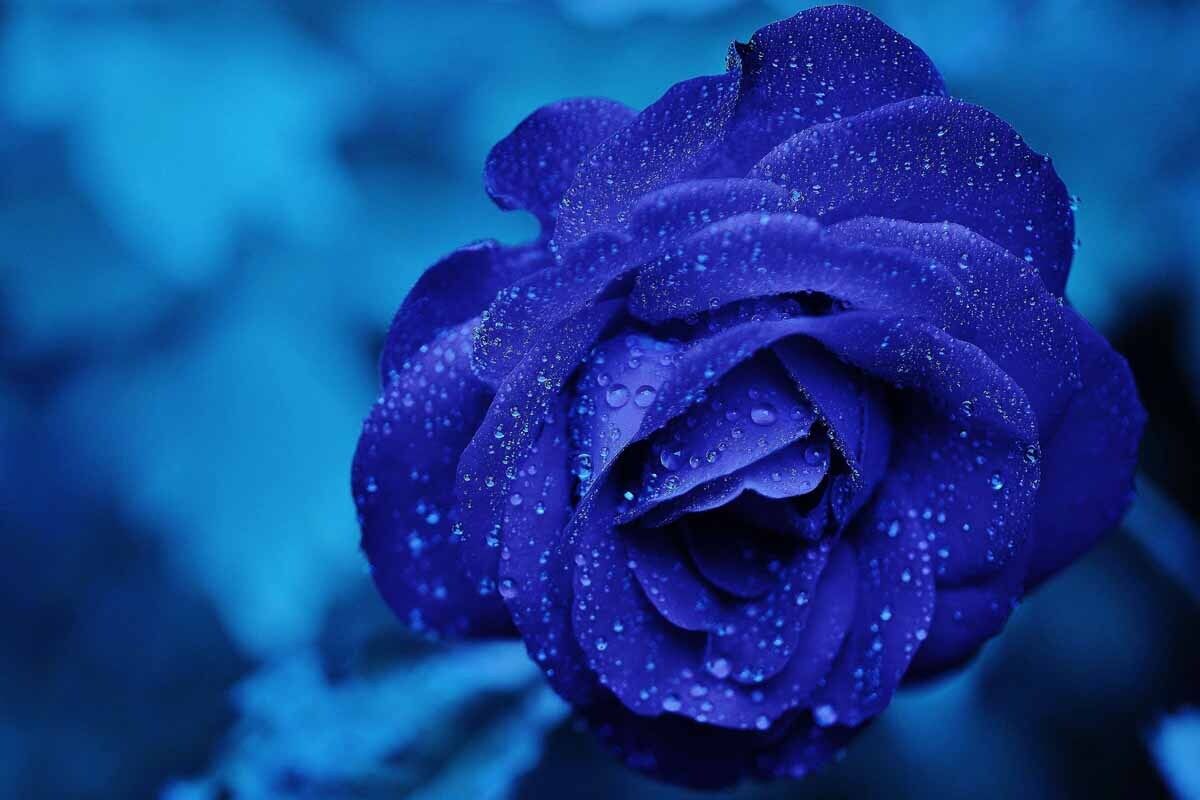 Blue Rose CANVAS OR PRINT WALL ART Walmart blue-rose-canvas-or-print-wall-art-walmart