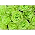 5 Green Rose Rosa Bush Shrub Perennial Flower Seeds - Fragrant Double ...