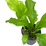Bird Nest Fern, Nidus, 4 inch Asplenium Nidus, Bird's Nest - Walmart.com