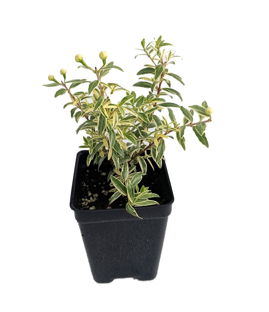 Mini Variegated Biblical Myrtle - Myrtus - 2.5" Pot - Fairy Garden ...