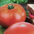 Bonnie Plants Park's Whopper Improved Tomato, 19.3 oz., 2-Pack, Live ...