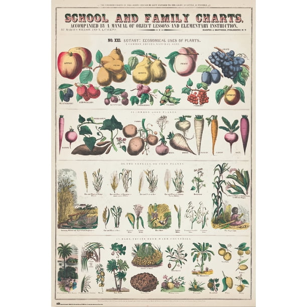 Fruits And Vegetables - School & Family Charts Poster (Size: 24" x 36 ...