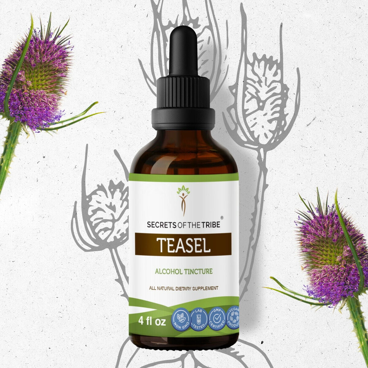 Teasel Tincture Alcohol Extract, Organic Teasel Dipsacus fullonum ...