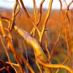 2 Green Curly Willow Trees - Live Tree Cuttings - Branches and Leaves ...