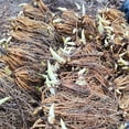 Midnight Blue Hosta-Plants For Planting-Ornamental-Perennial-Premium ...