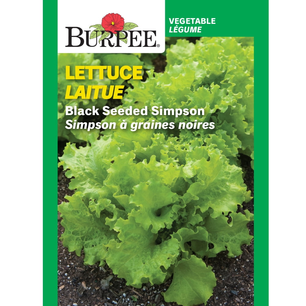 Click here for Burpee Canada Burpee Black Seeded Simpson Lettuce prices