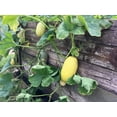 TomorrowSeeds - Yellow Spaghetti Squash Seeds - 180+ Count - For 2026 ...