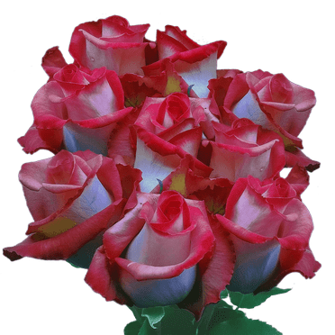 50 Stems of Red Roses- Beautiful Fresh Cut Flowers- Express Delivery ...