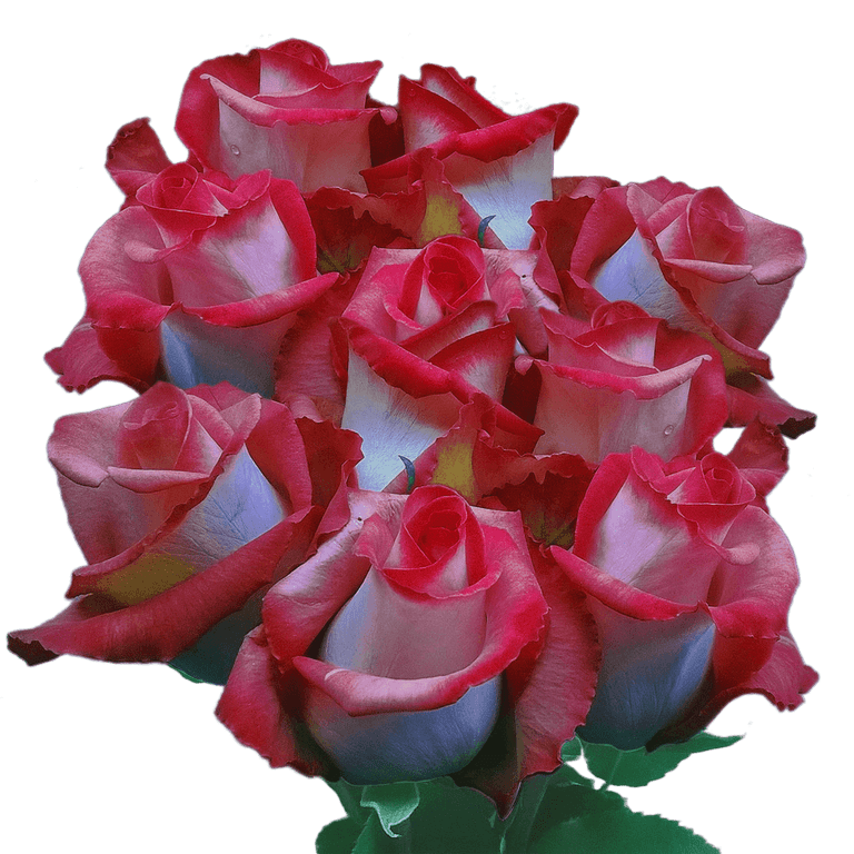White Roses With Red Edges
