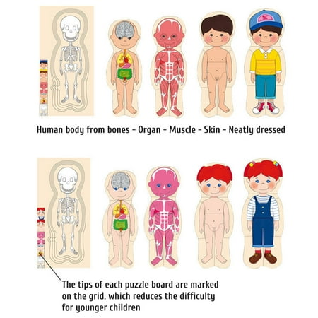 Human Body Puzzle for Children Wooden Body Structure Body Structure ...