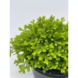 Garden Selaginella, 4 inch, Gold Club Moss, Golden kraussiana - Walmart.com
