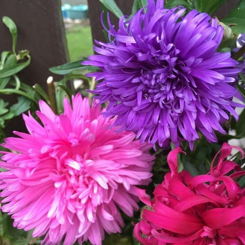 Aster Flower Seeds for Planting - 100 Seeds - Beautiful Annual, Great ...