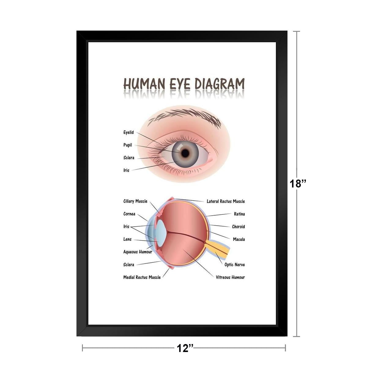 Human Eye Diagram For Kids