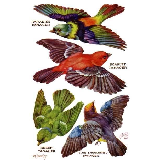Birds On The Wing Cut Out Poster Print By Mary Evans Picture ...