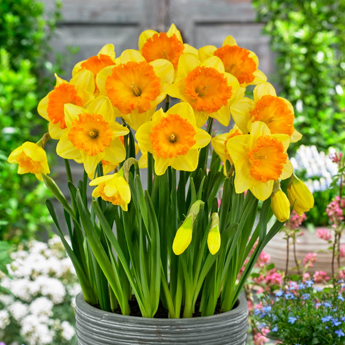 Breck's Yellow Flowering Ferris Wheel Daffodil Dormant Spring Flowering ...
