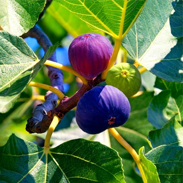 10 Edible Fig Tree Seeds - Ficus carica - Walmart.com