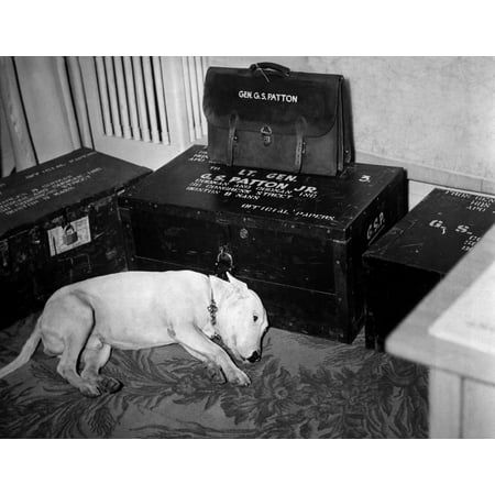 General Georg Patton'S Pet Bull Terrier 'Willie' History (24 x 18 ...