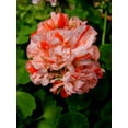 10 Orange White Geranium Seeds Perennial Flower Seed Flowers Bloom 248 ...