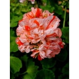 10 Orange White Geranium Seeds Perennial Flower Seed Flowers Bloom 248 ...