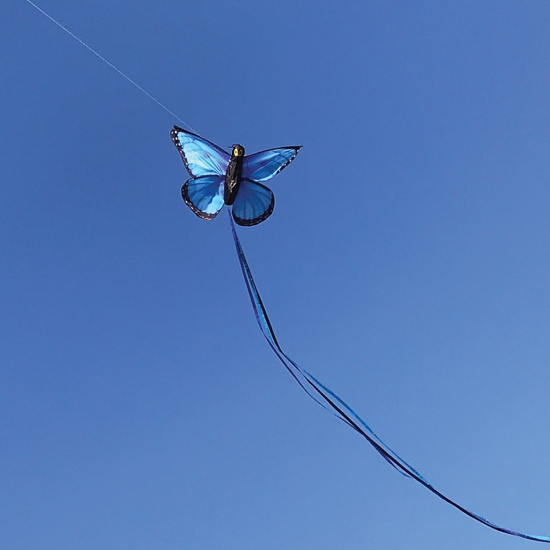 Blue Morpho Butterfly Flying