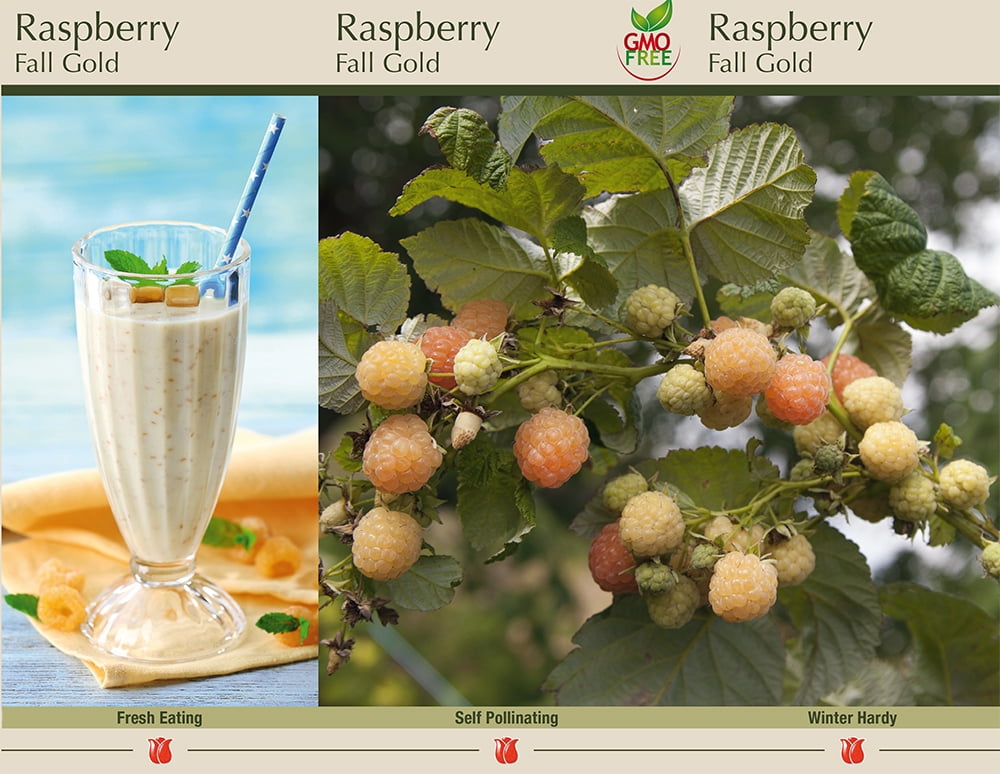 Floral & Garden Crafts live plant Rubus idaeus Fall Gold Yellow ...