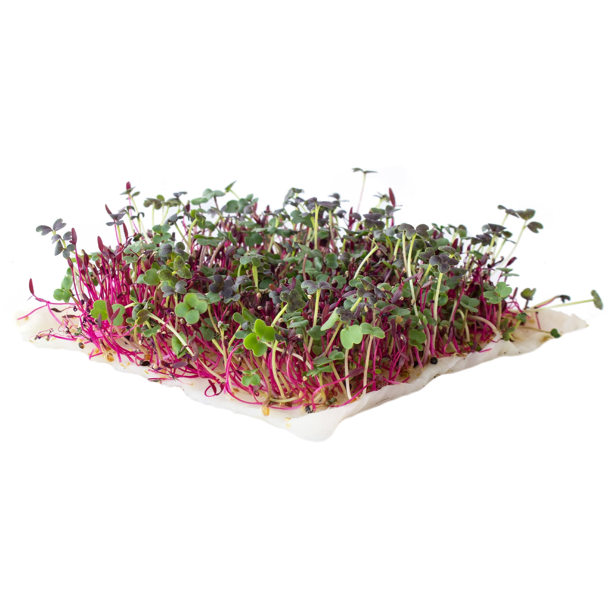 Ultimate Hydroponic Microgreens Seed Mix - 25 Lb Bulk ~3.2M Seeds ...