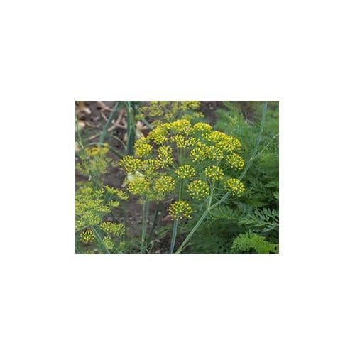 Dill Dukat Great Garden Herb By Seed Kingdom 2,000 Seeds - Walmart.com