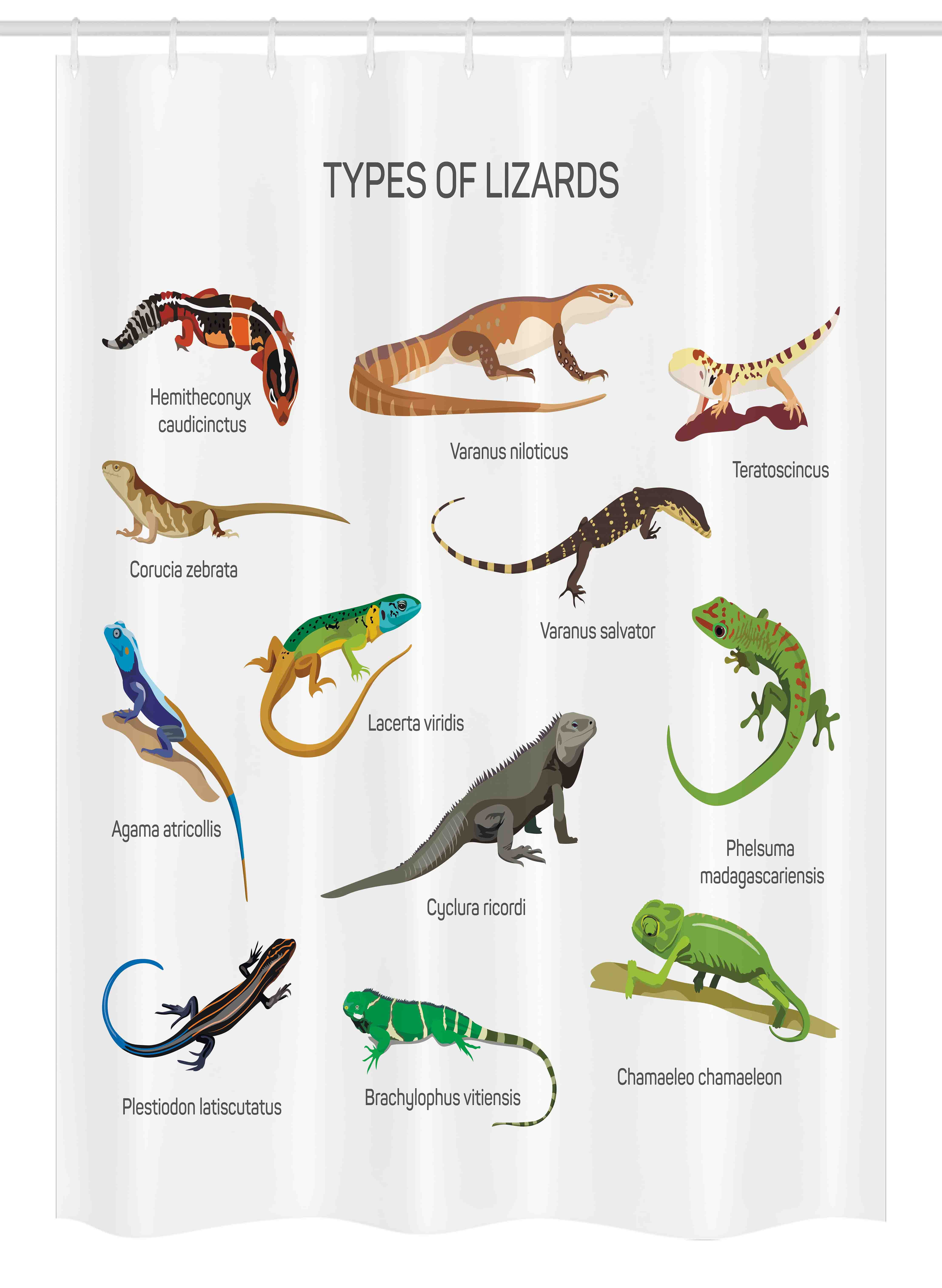 Types Of Lizards With Names