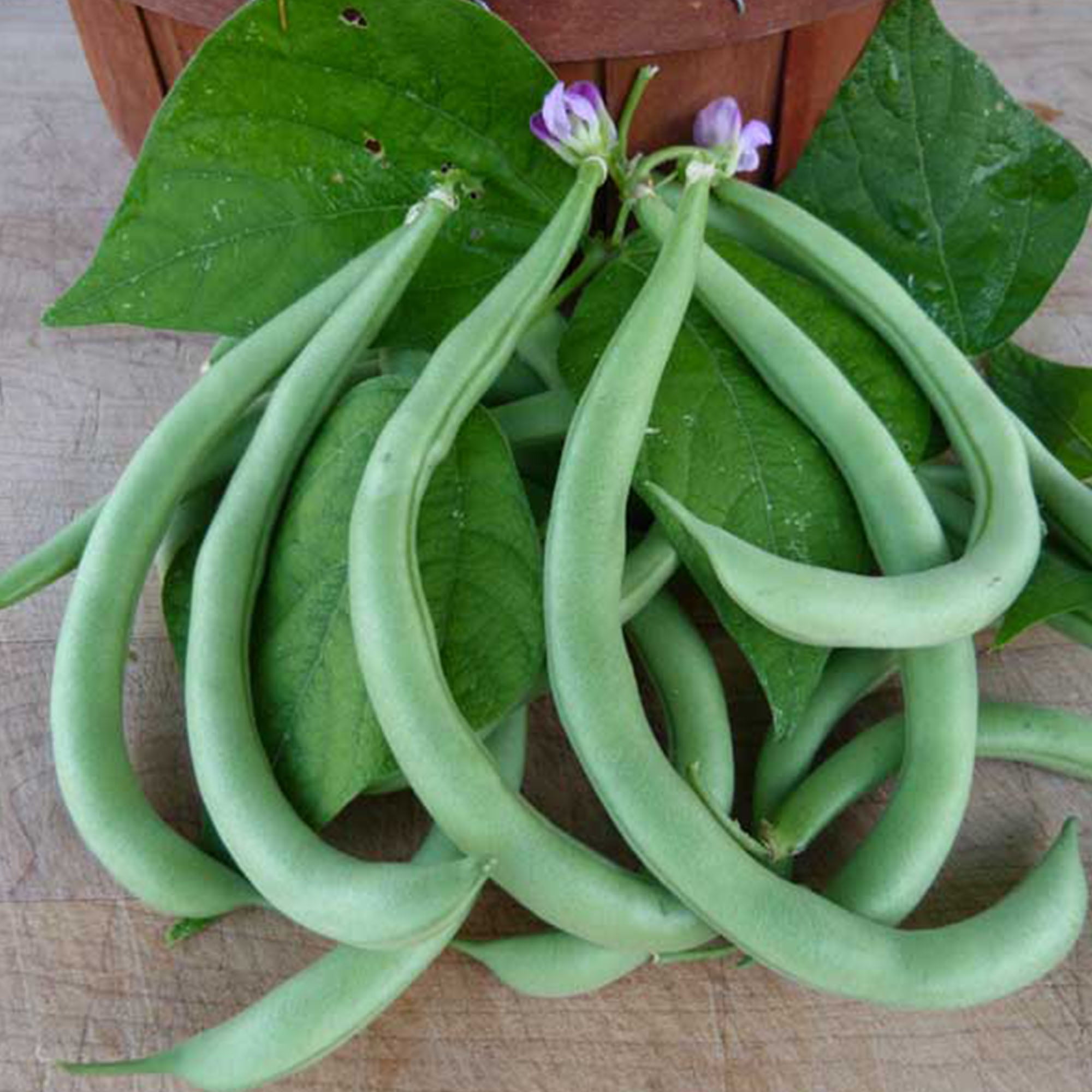 Contender Bush Bean Seeds - 5 LB Bulk ~4,600 Seeds - Heirloom, Open ...