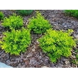 Duranta Gold Mound 1 Live Quart Size Plant Duranta Erecta 'Gold Mound ...