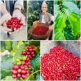Himalayan Arabica Ground Organic Coffee - World's Best Organic Coffee ... Himalayan Arabica Ground Organic Coffee - World's Best Organic Coffee ...