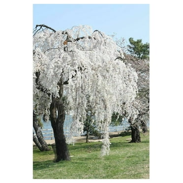 Stunning Live 1 Potted Chinese Blue Weeping Wisteria Tree Fresh Plant ...