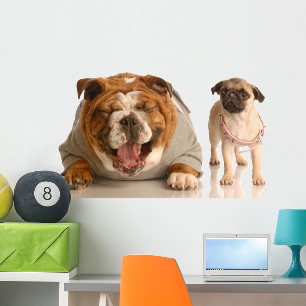 Bulldog Laughing Pug Puppy Wall Mural by Wallmonkeys Peel and Stick ...