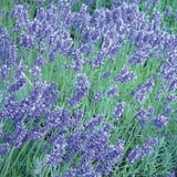 Burpee English Lavender Herb Seed, 1-Pack - Walmart.com