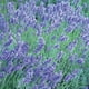 Burpee English Lavender Herb Seed, 1-Pack - Walmart.com