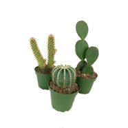 Instant Cactus Collection - 5 Plants - 2" Pots - Excellent for Fairy ...