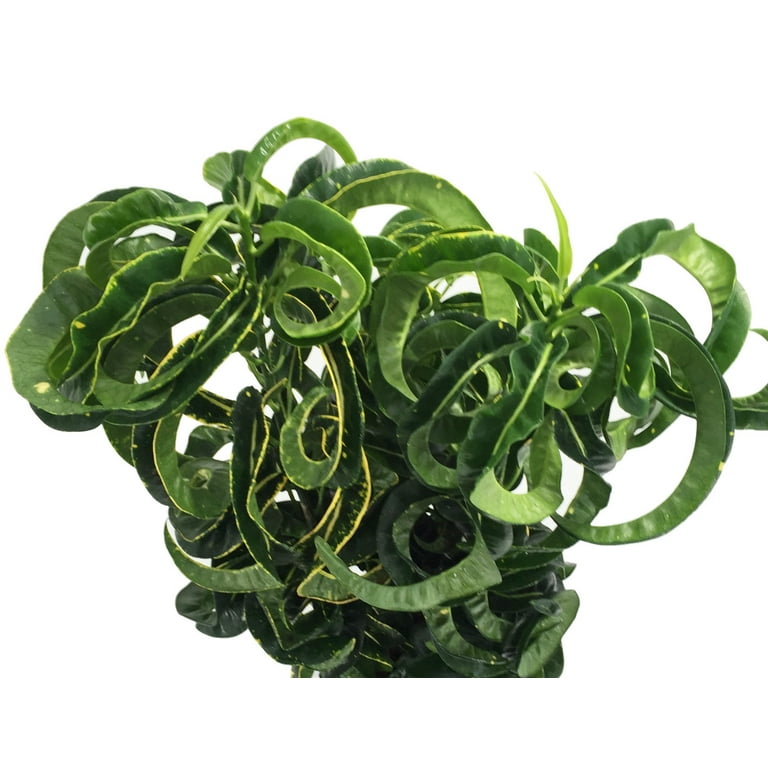 Curly Croton Plant Leaf