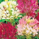 500 Cleome Seeds - Color Fountain Mixed Colors Golden Bee Plant Spider ...
